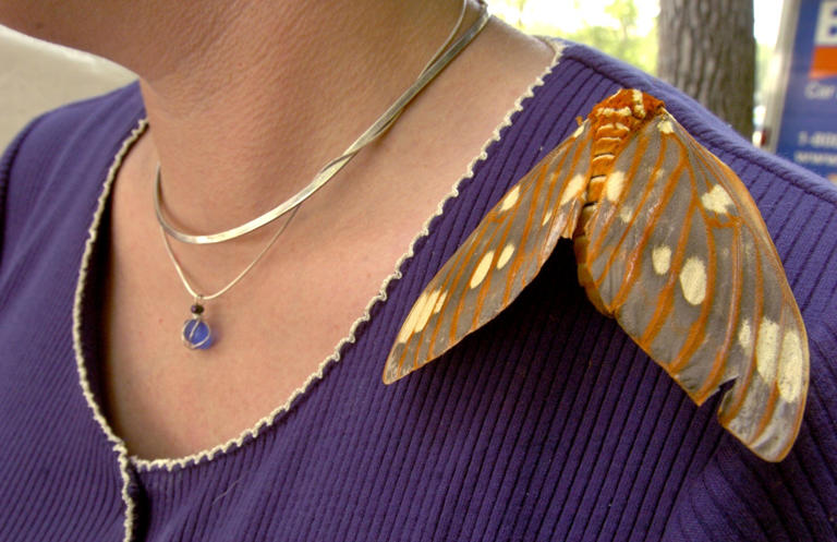 Moths are amazing creatures