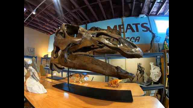 Devine Fossils & Minerals - Tucson Gem, Mineral & Fossil Show