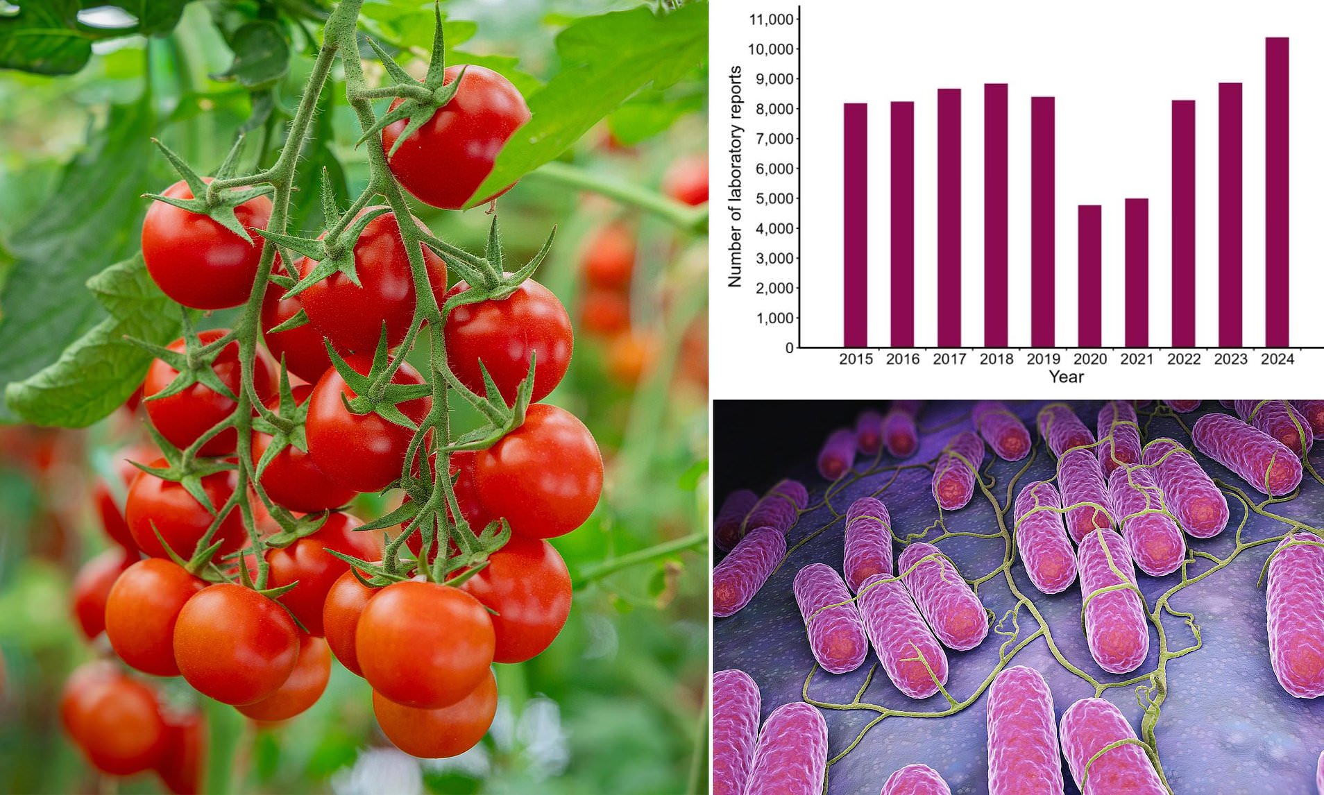 Tomato warning as salad favourite is linked to infection that left more ...