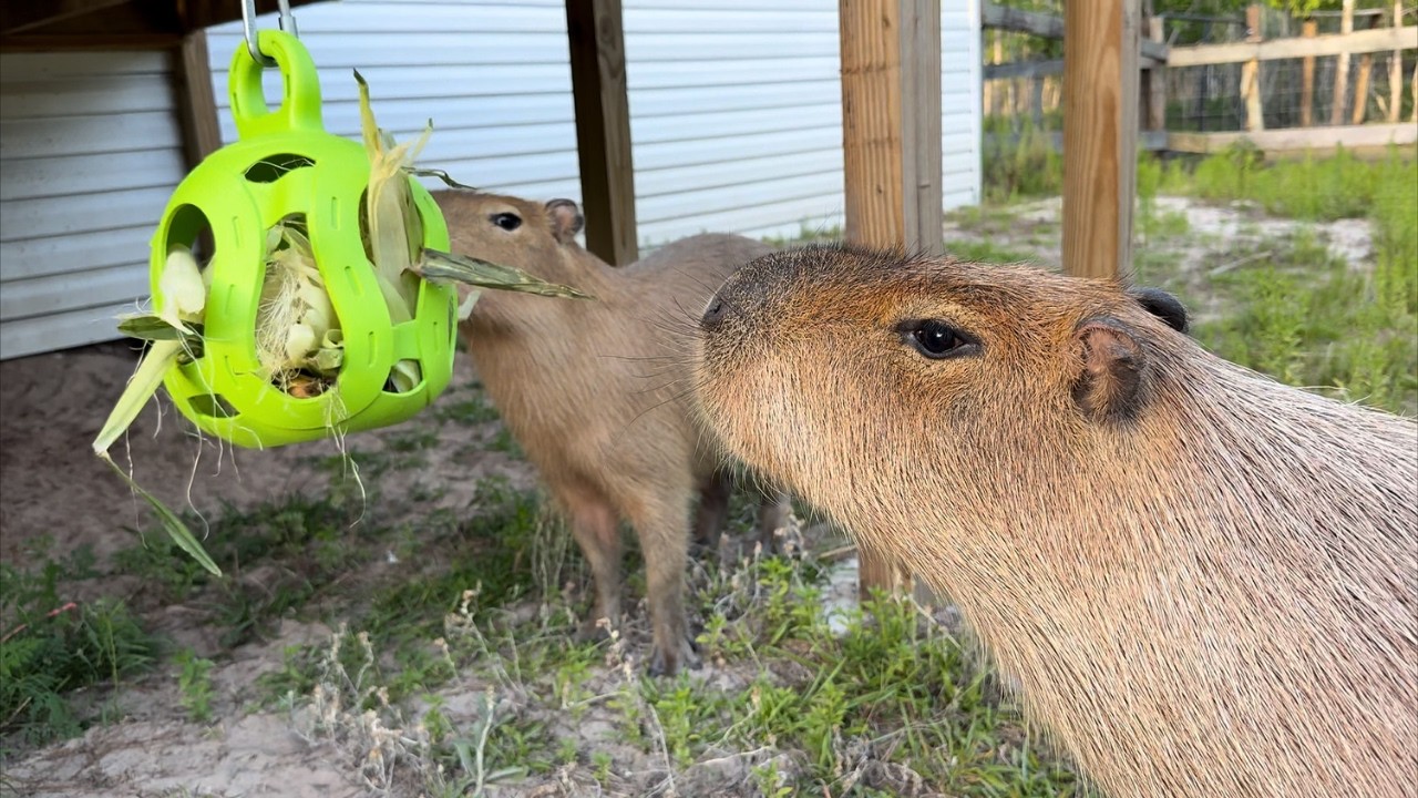 A Day In My Life With Capybaras... Adventure Time (Again)