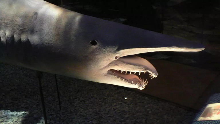 7 weirdest sharks in the world: Rare and bizarre deep-sea species you ...