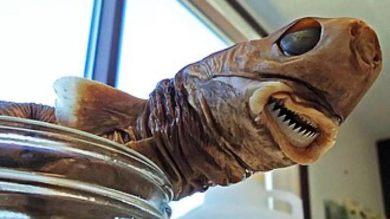 7 weirdest sharks in the world: Rare and bizarre deep-sea species you ...