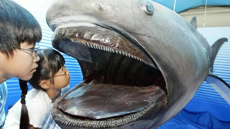 7 weirdest sharks in the world: Rare and bizarre deep-sea species you ...