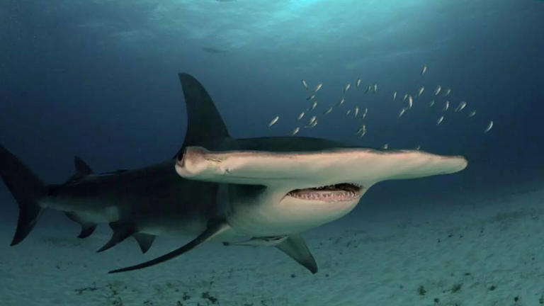7 weirdest sharks in the world: Rare and bizarre deep-sea species you ...