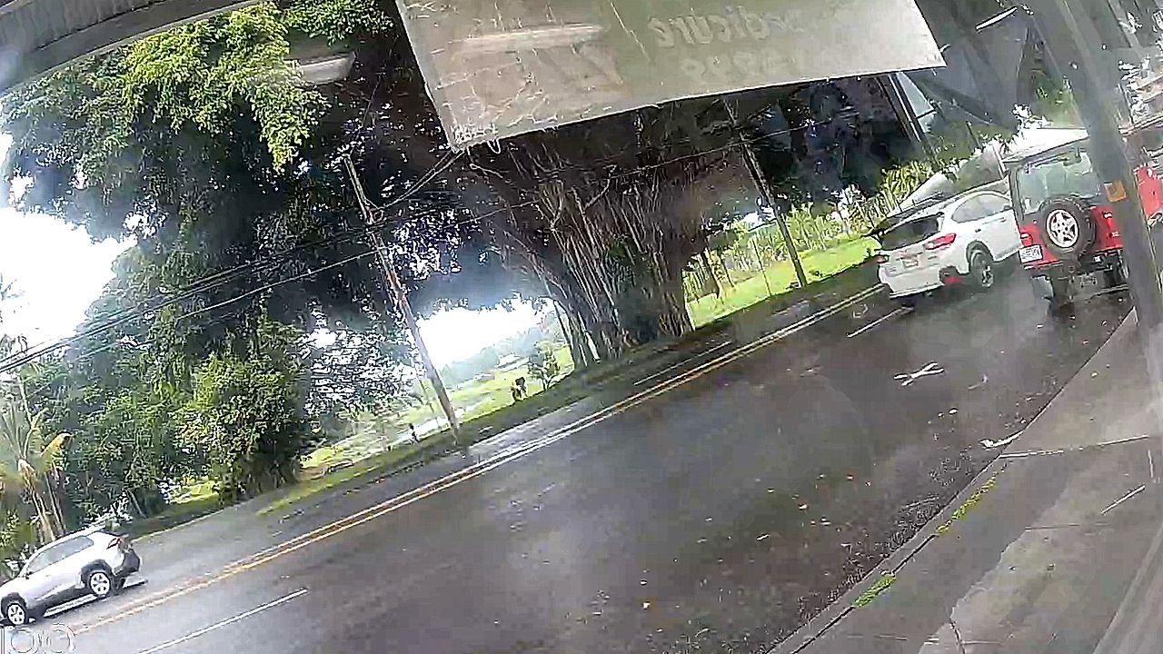 Massive banyan tree comes down in thunderous crash in Hawaii