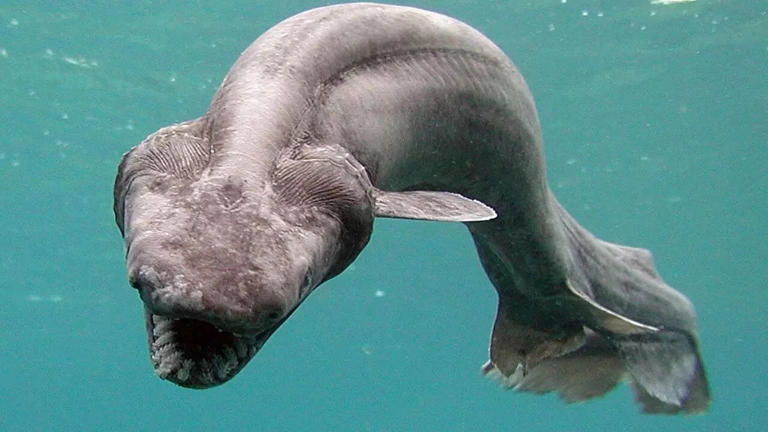 7 weirdest sharks in the world: Rare and bizarre deep-sea species you ...