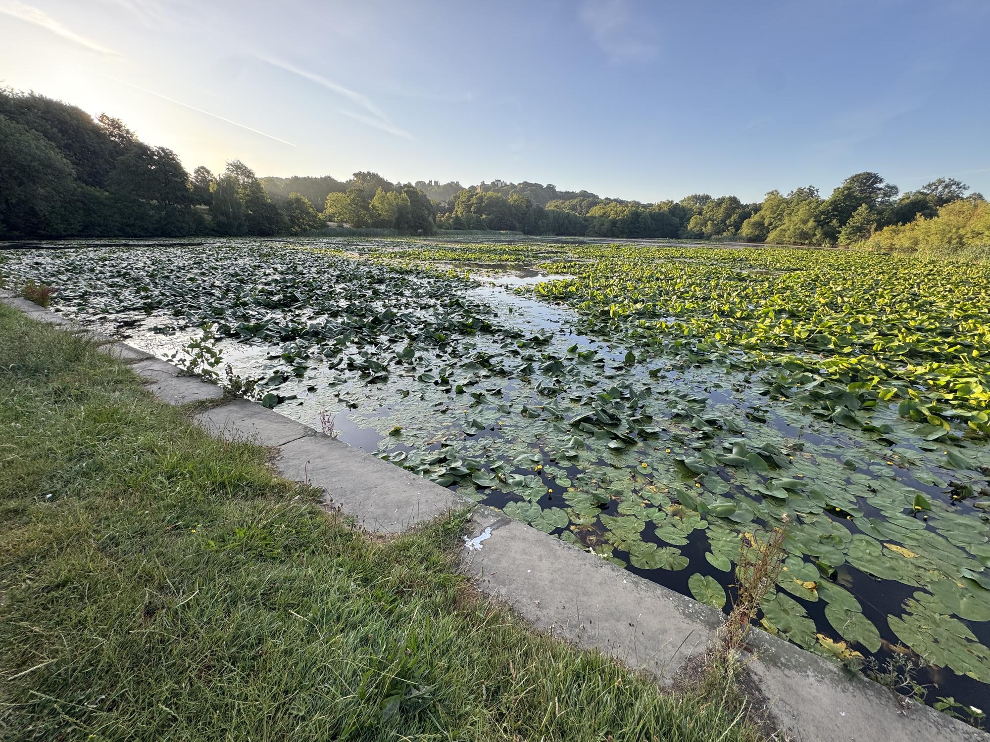 Derbyshire anglers and walkers blame water lily plague for “carnage” at ...