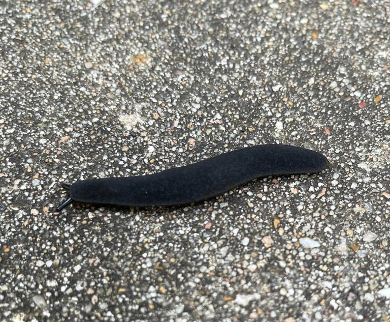 New sightings of invasive, potentially dangerous slug in two Coast counties