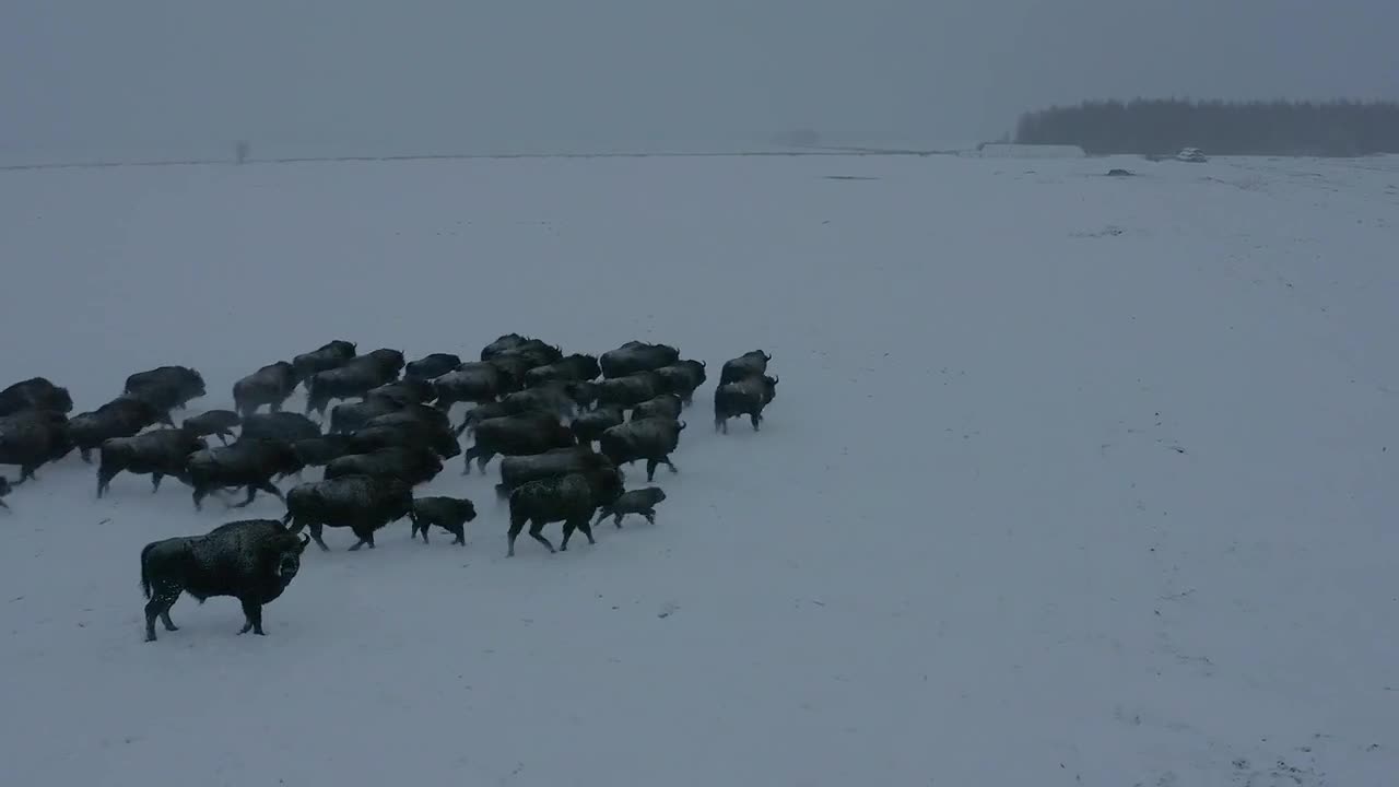 Awe-Inspiring Bison Herds: A Drone's Eye View over North America