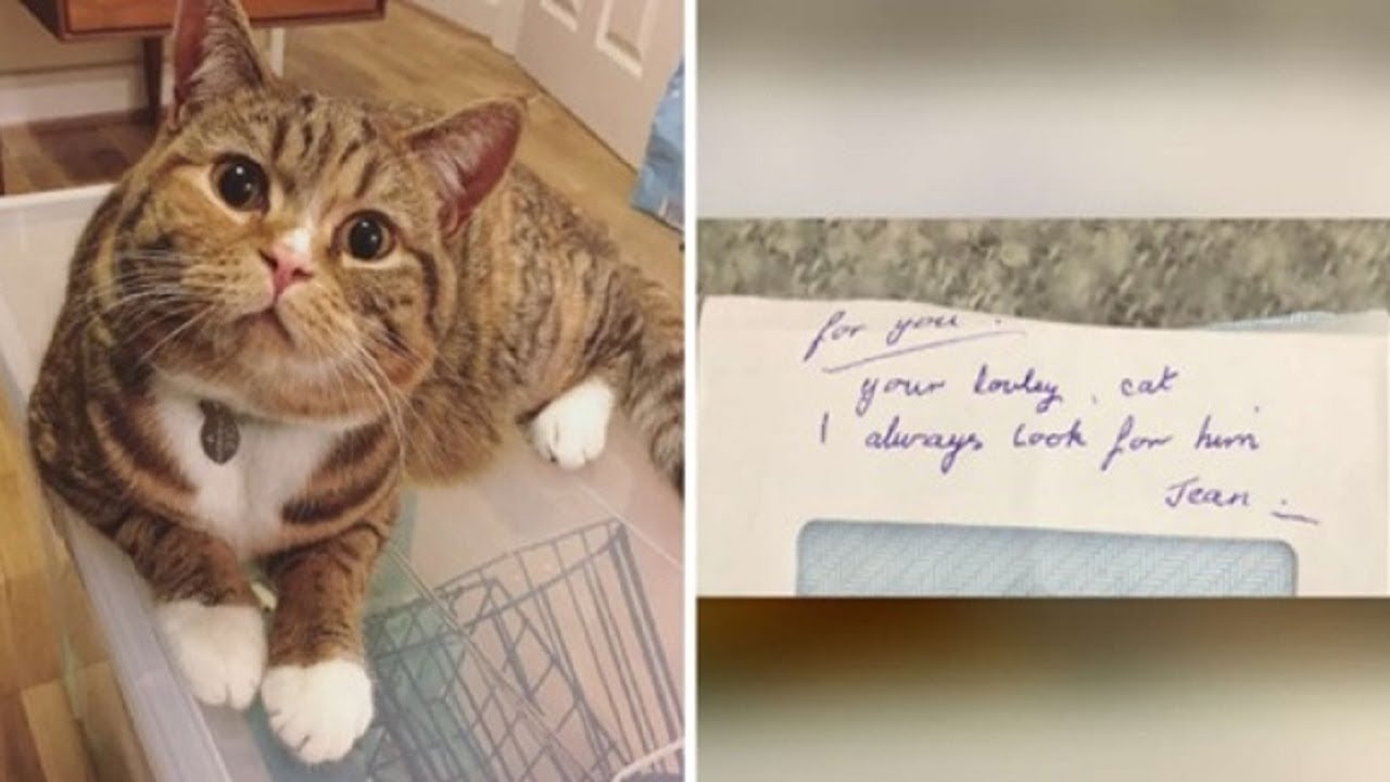 Cat Receives The Sweetest Letter From A Secret Admirer