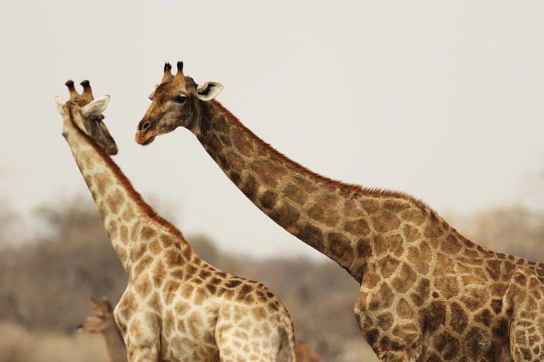 Gay Animal World Exposed