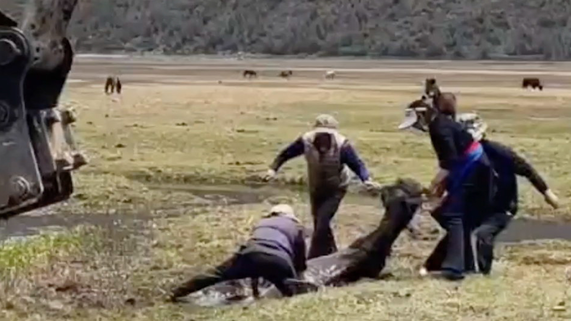 Villagers rescue horse trapped in freezing swamp
