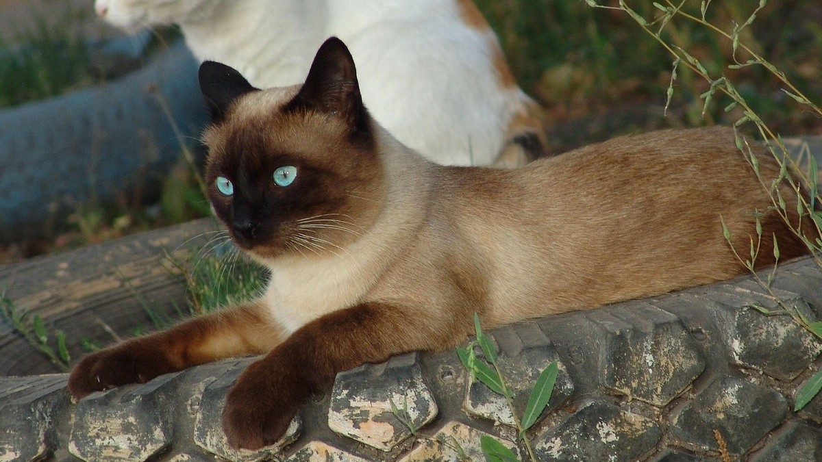 These are the 10 cat breeds that can live the longest