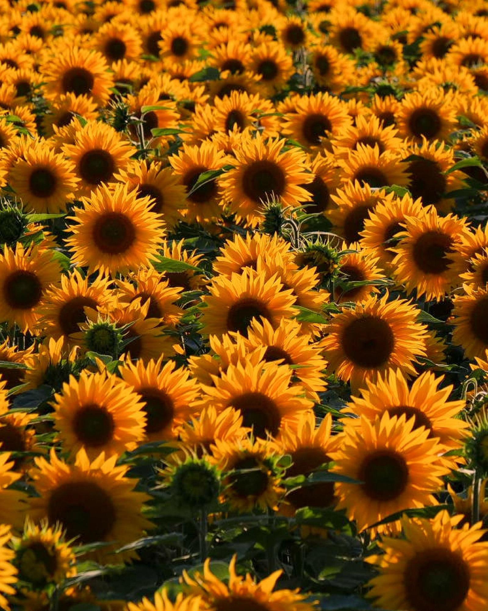 Fun and Flower Fields to re-open next week - only 30 minutes from Daventry