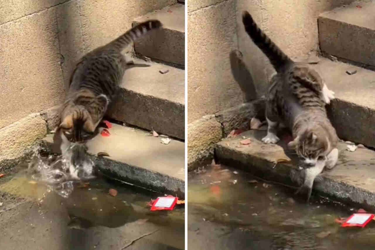 Impressive video captures how cats are relentless predators