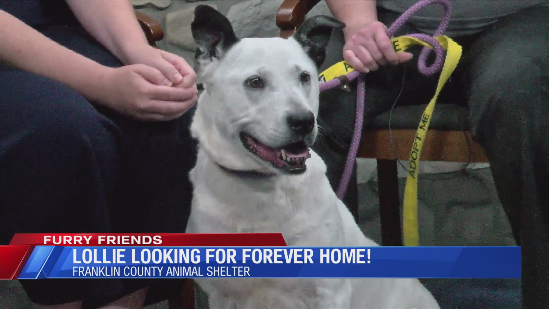 Furry Friends - Meet Lolli