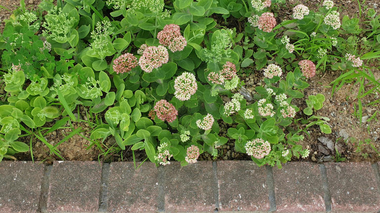 The 11 Best Plants For Hellstrip Gardens That Actually Thrive