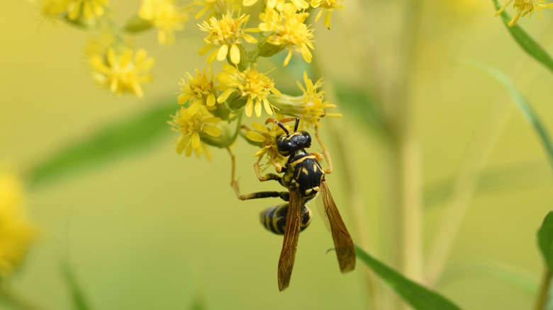 You Might Want To Rethink Growing These 7 Plants That Attract Wasps