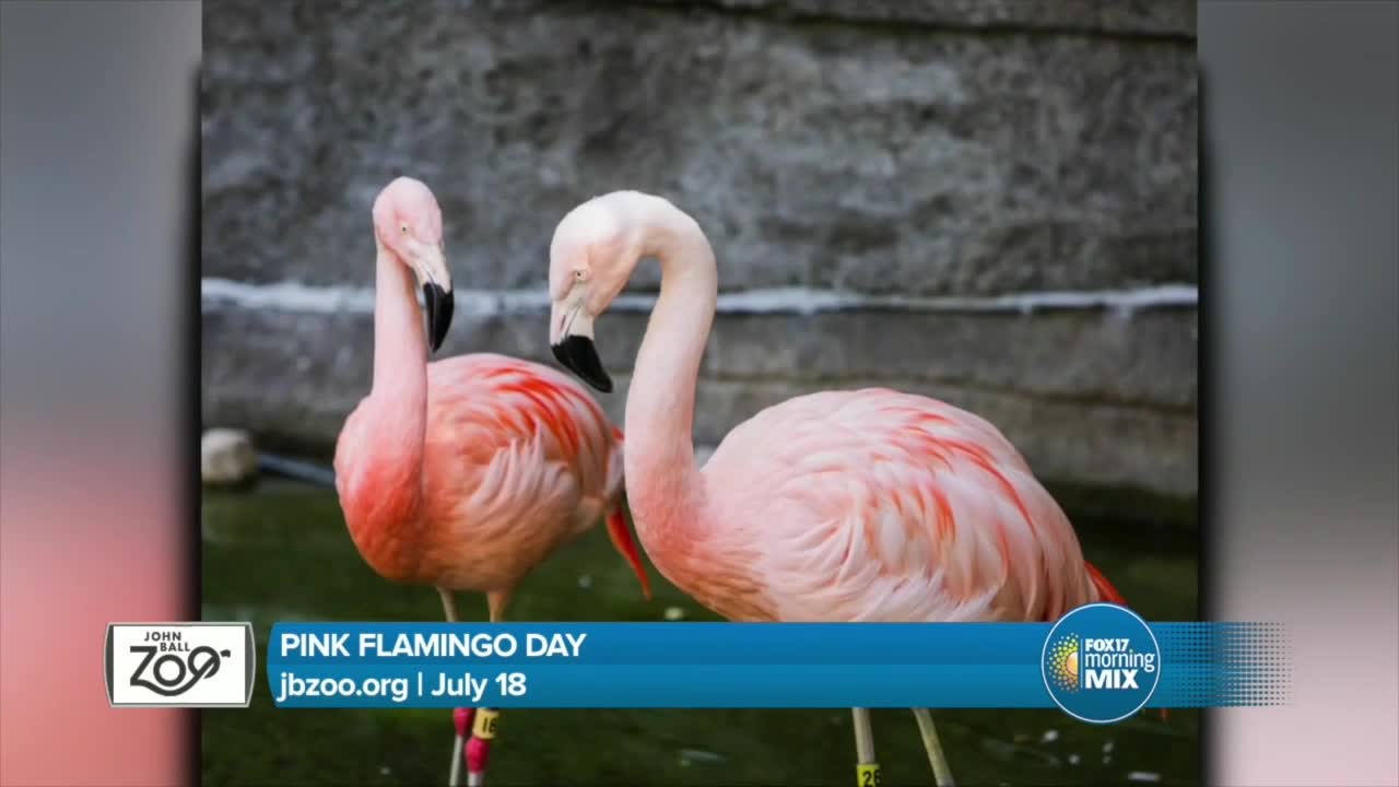 John Ball Zoo Wildlife Exploration Series: Flamingos sponsored