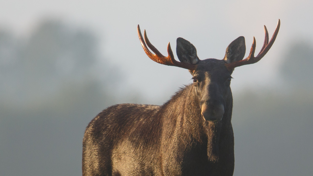 Popular hiking trail remains closed due to moose that refuses to move
