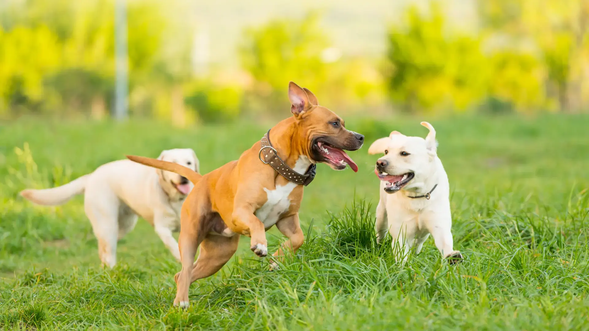 Alimentación canina: Claves para la salud y el bienestar de los perros