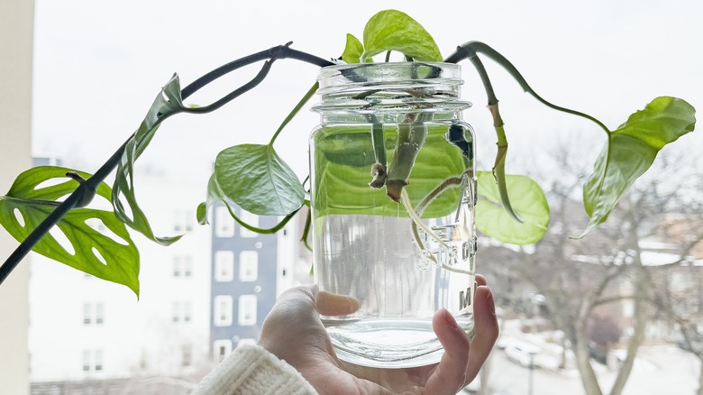 12 Beautiful Houseplants You Can Grow In Glass Jars & Bottles