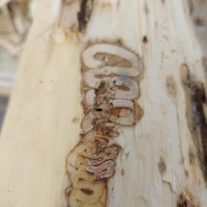 Emerald ash borer confirmed in Bell, Navarro Counties