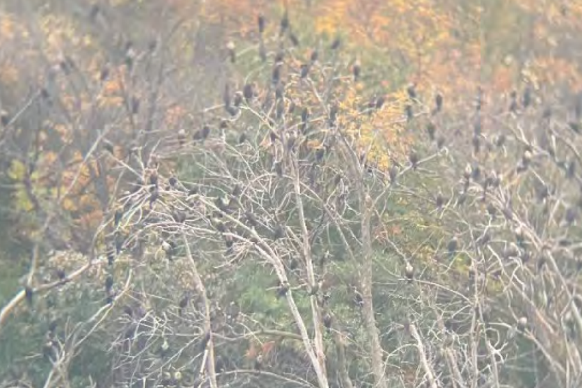 When nature calls: Minnesota residents fume after 14,500 pounds of bird ...