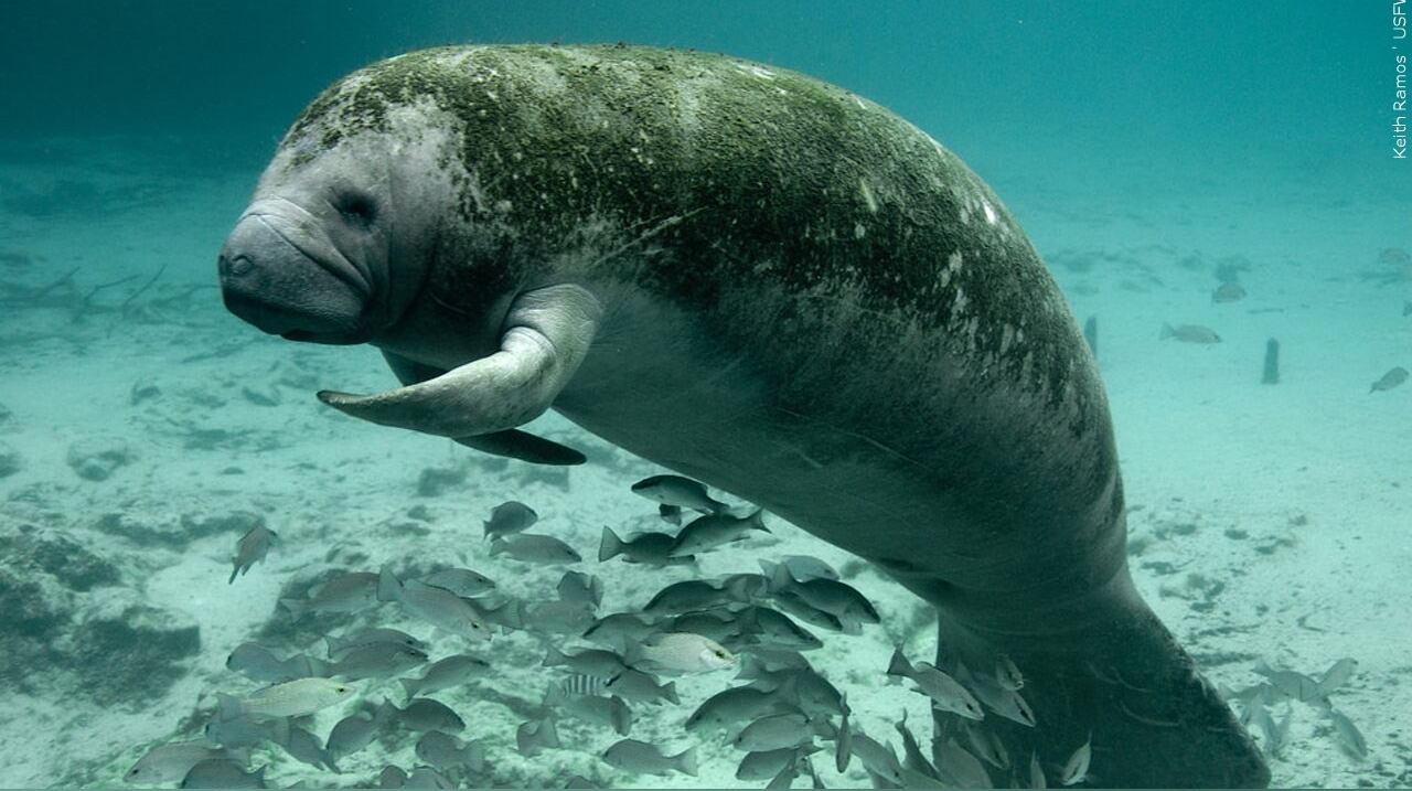 State targets manatee protection case