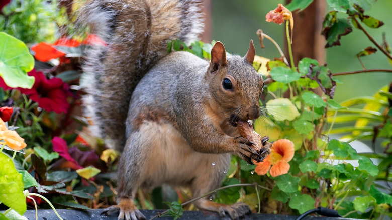 Is The Secret To Keeping Squirrels Away On Top Of Your Head?