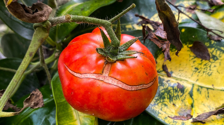 The Watering Tip To Prevent Split Tomato Plants