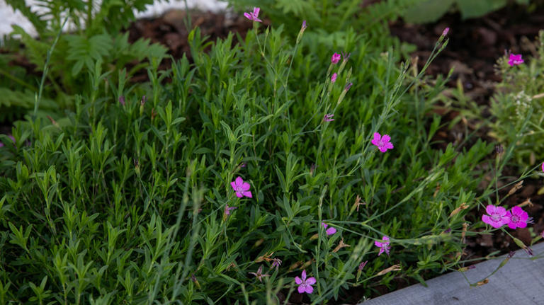 The 11 Best Plants For Hellstrip Gardens That Actually Thrive