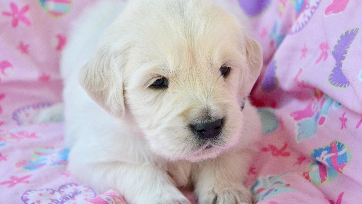 These 8 dog breeds will always be by your side and shower you with lots ...