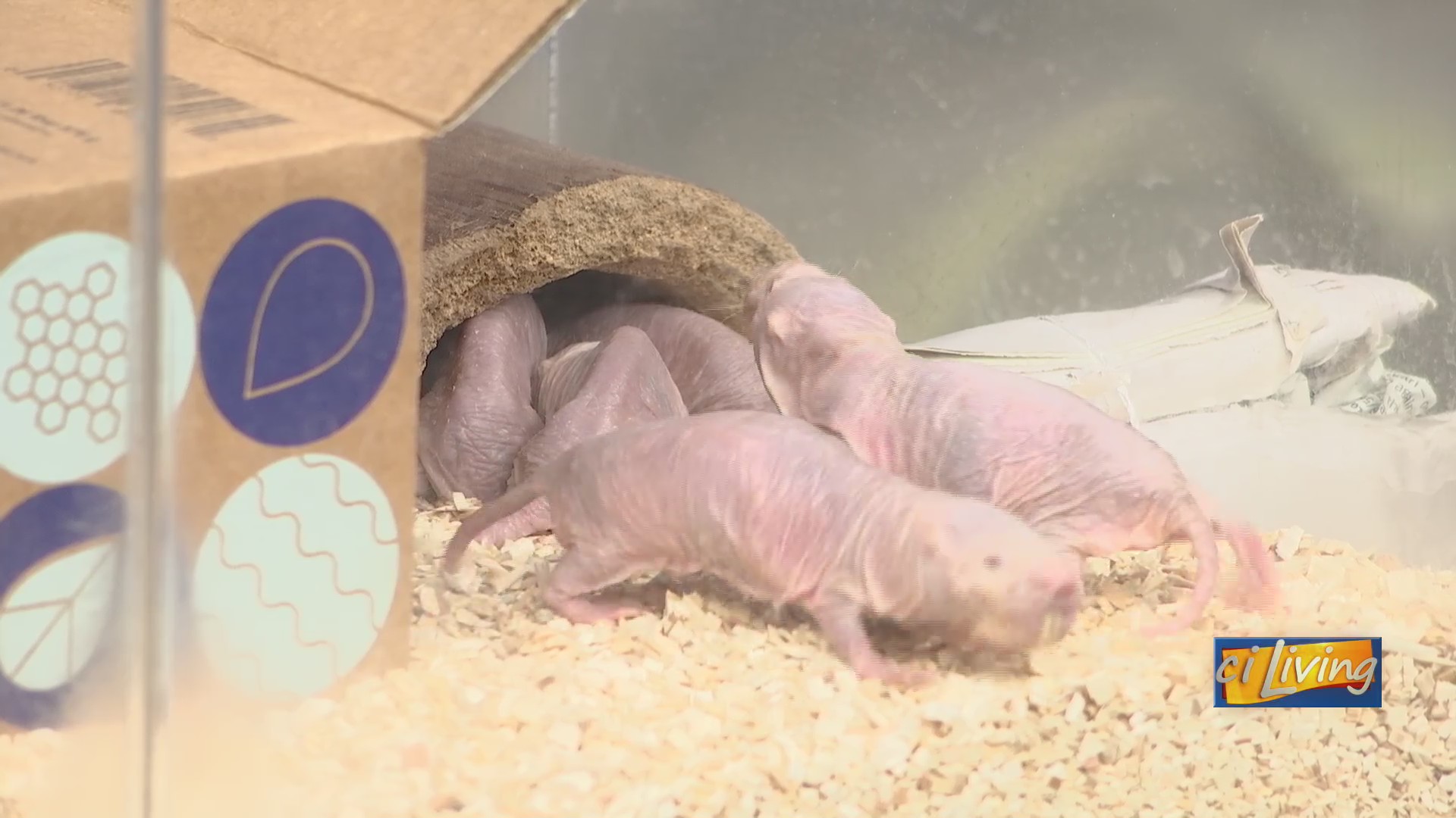 Meet the Naked Mole-Rats of Scovill Zoo