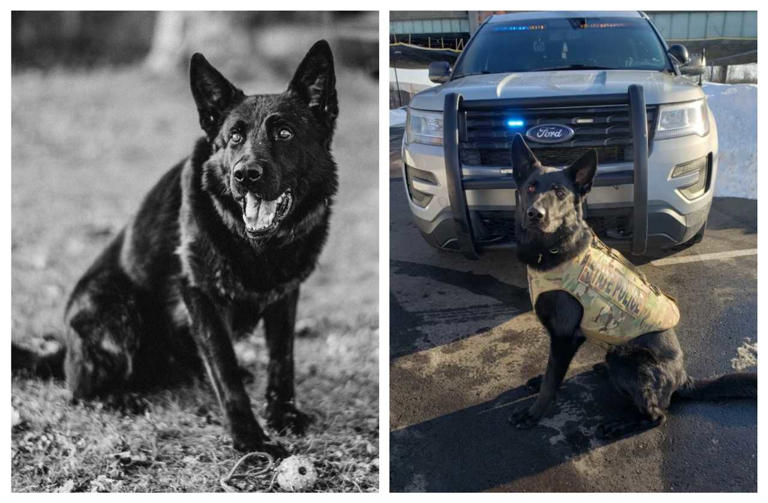 CT Troopers Justified In Shooting Suspect Who Killed Police K9: State