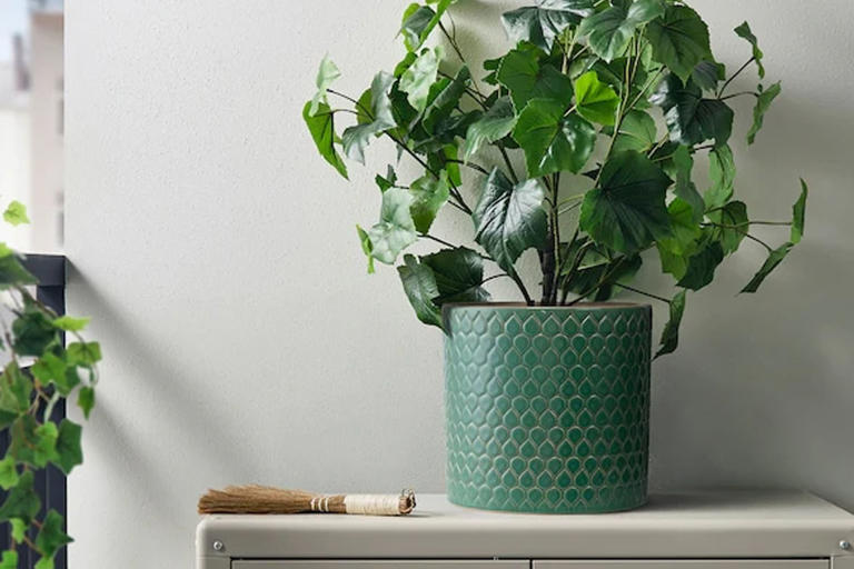 Basic plant care: Essential tools for happy houseplants
