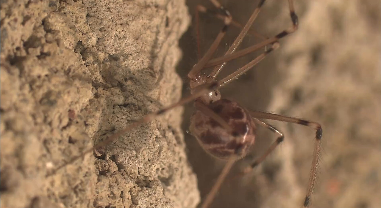 Ragno violino: cos’è e cosa c'è da sapere sul morso secondo l ...