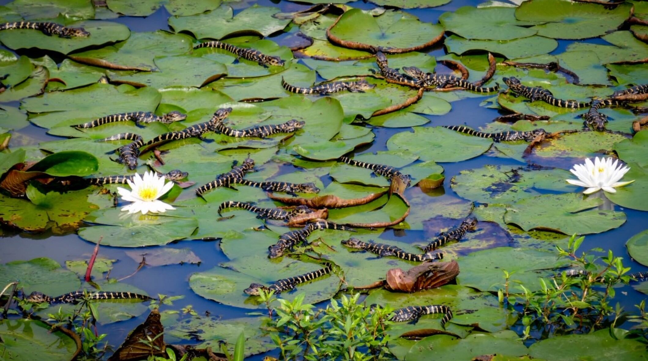 Tests expected to offer insight on wildlife die-off at Brick Pond Park