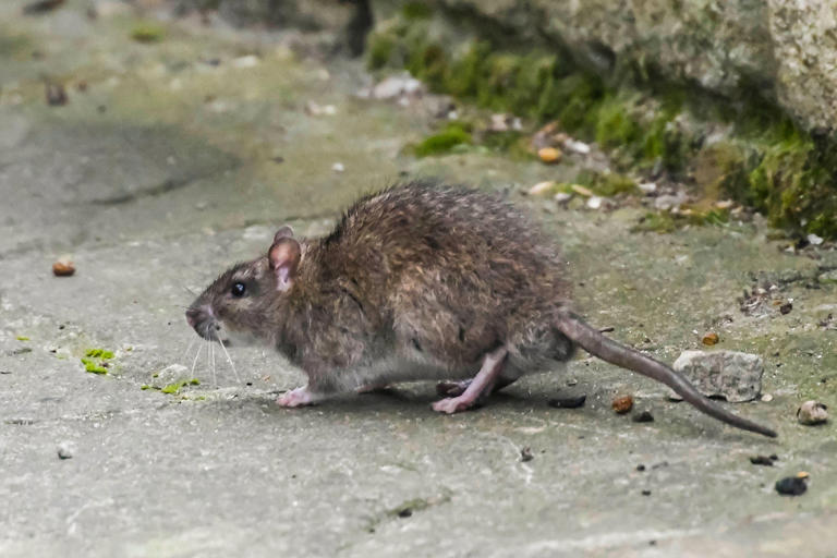 A person in the US has died from the plague. Here’s what you should know