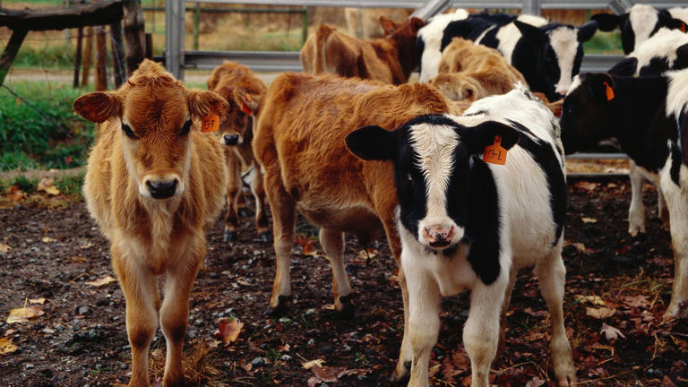 ‘Milk-stealing’ calves spread deadly bird flu virus among US cows ...