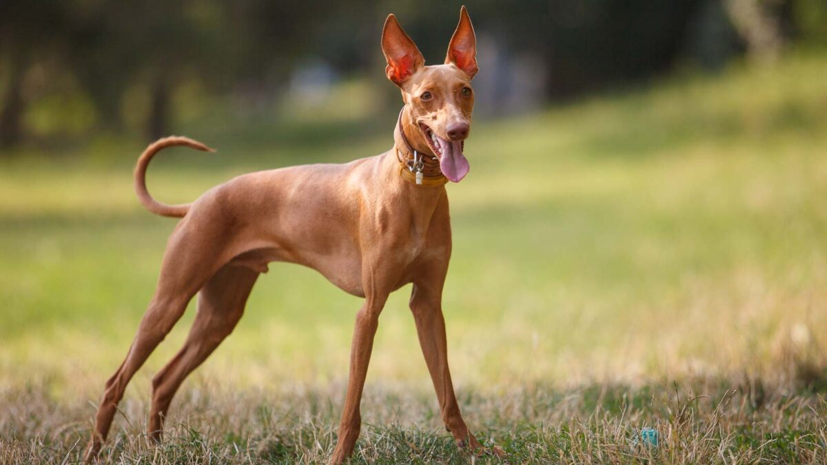 You Might Not Know These 13 Dog Breeds, But You’ll Love Them