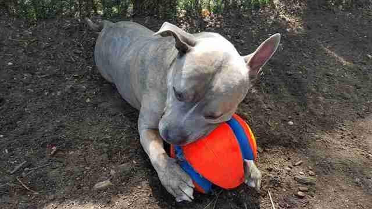 Dog With The Sweetest Smile Has Been Waiting For 981 Days To Be Adopted