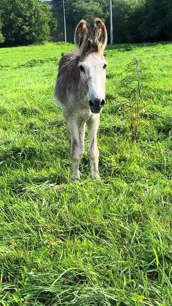 See Rooster’s Sweet Transformation and Cuddles in the Field