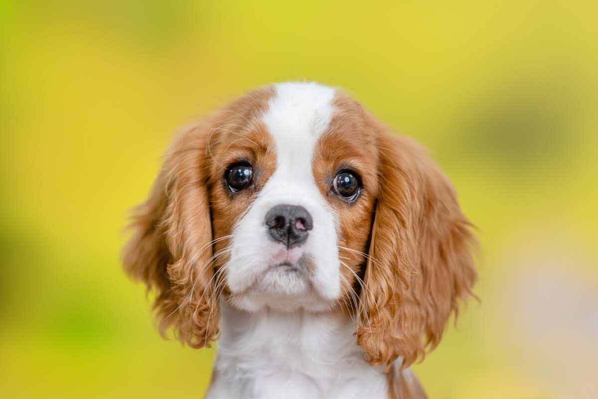 Cavalier King Charles Spaniel Dog Cuddles Her Mini-Me and Our Hearts ...