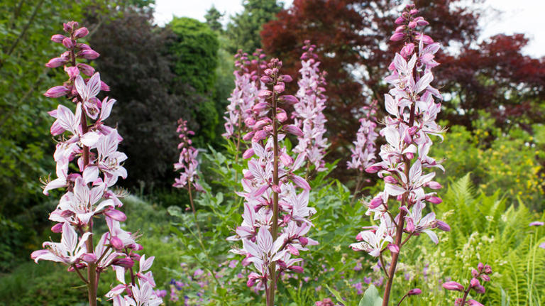 The Underrated Perennial That Gives Your Garden A Cottage Core Vibe