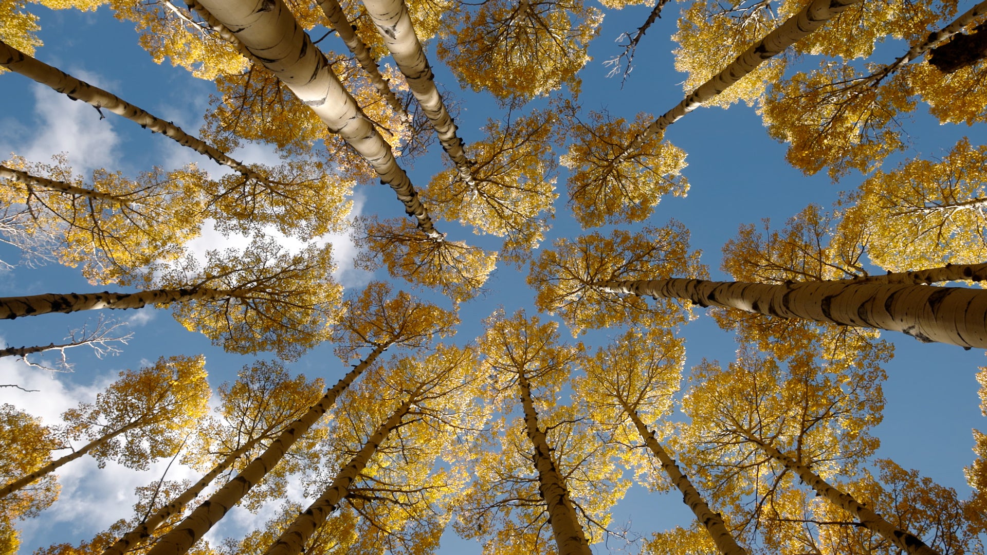 Scenic Secrets: The World’s Largest Organism in Utah