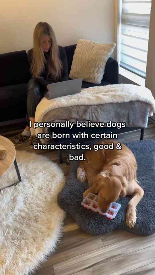 How To Correct Disobedience When Dogs Misbehave