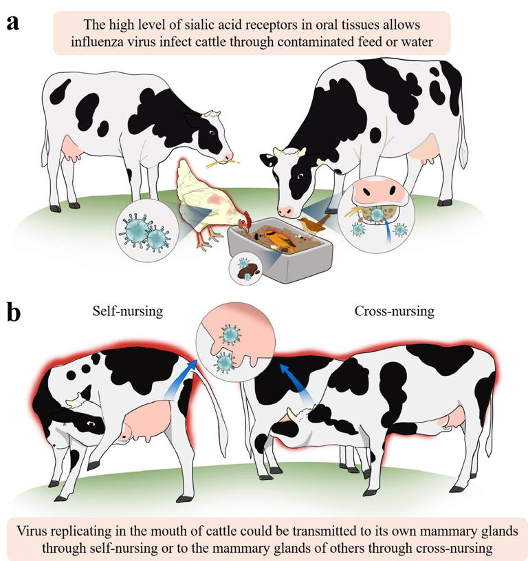 ‘Milk-stealing’ calves spread deadly bird flu virus among US cows ...