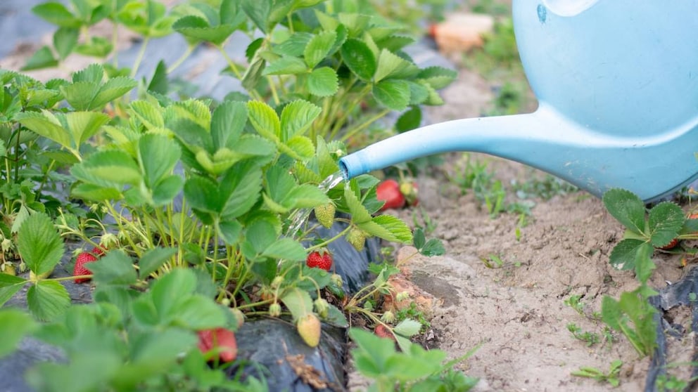How to Water Strawberries for Maximum Yield – Gardener Offers Tips
