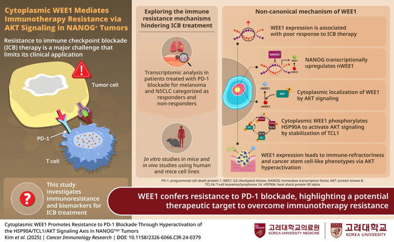 Immunotherapy resistance linked to cytoplasmic WEE1 protein